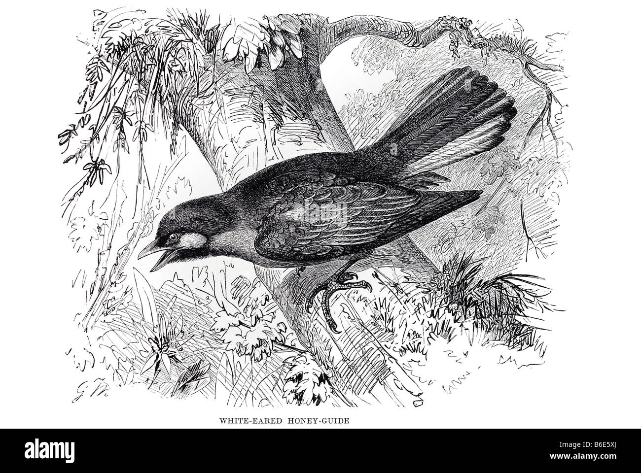 white eared honey guide Indicatoridae Piciformes passerine honey birds ...