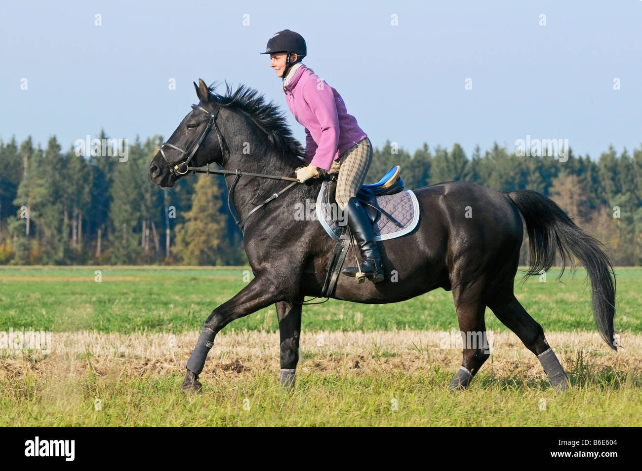Horses galloping forward hi-res stock photography and images - Alamy