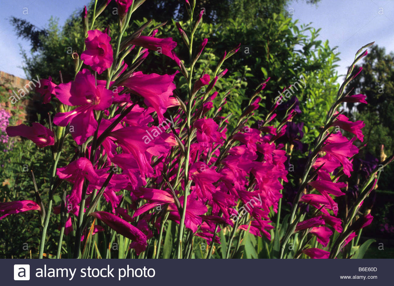 Gladiolus Byzantinus Stock Photos & Gladiolus Byzantinus Stock Images ...