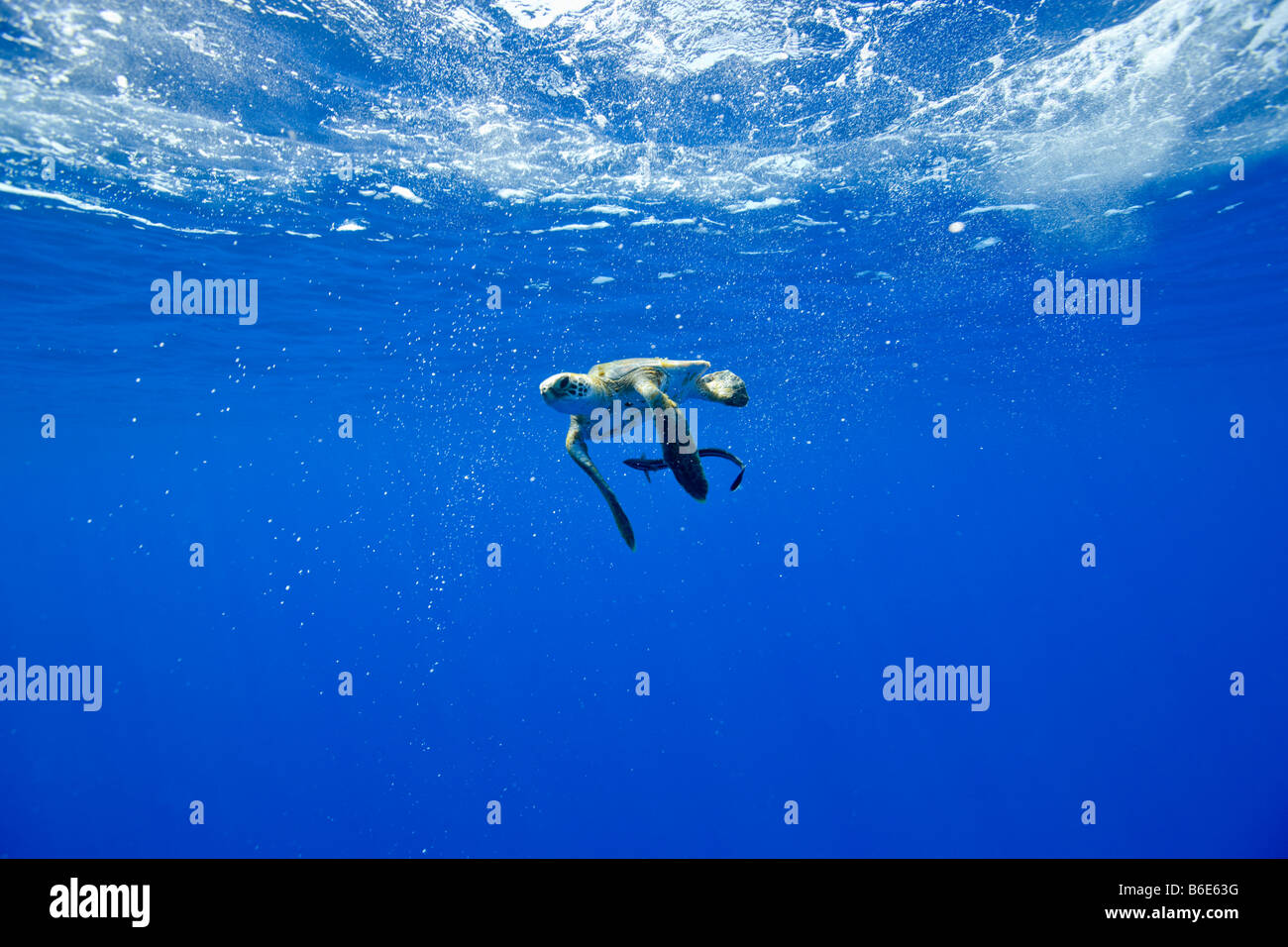 Remora fish hi-res stock photography and images - Alamy