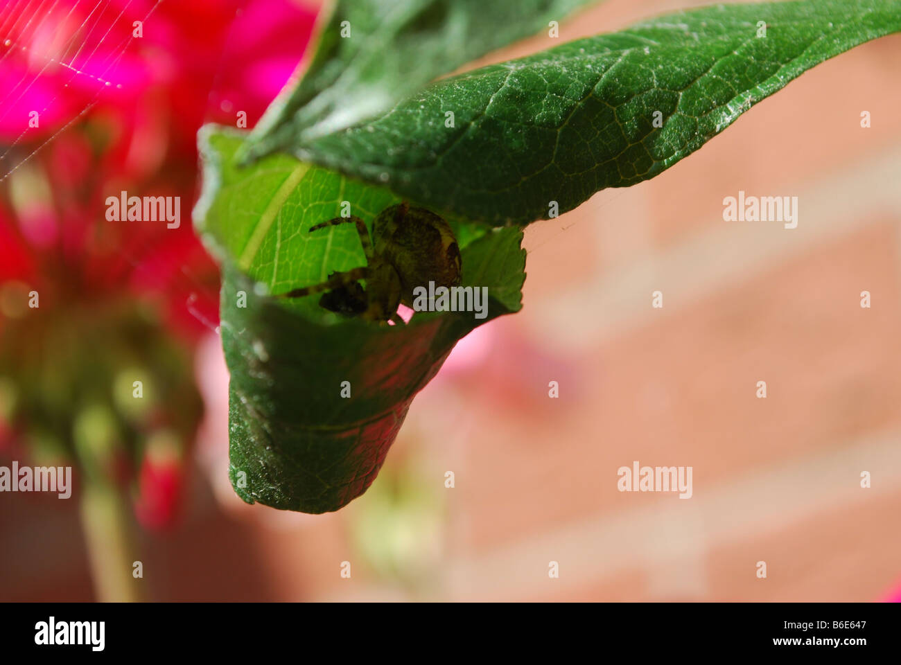 Orb-weaver spider hiding inside a rolled up leaf at the edge of it's ...