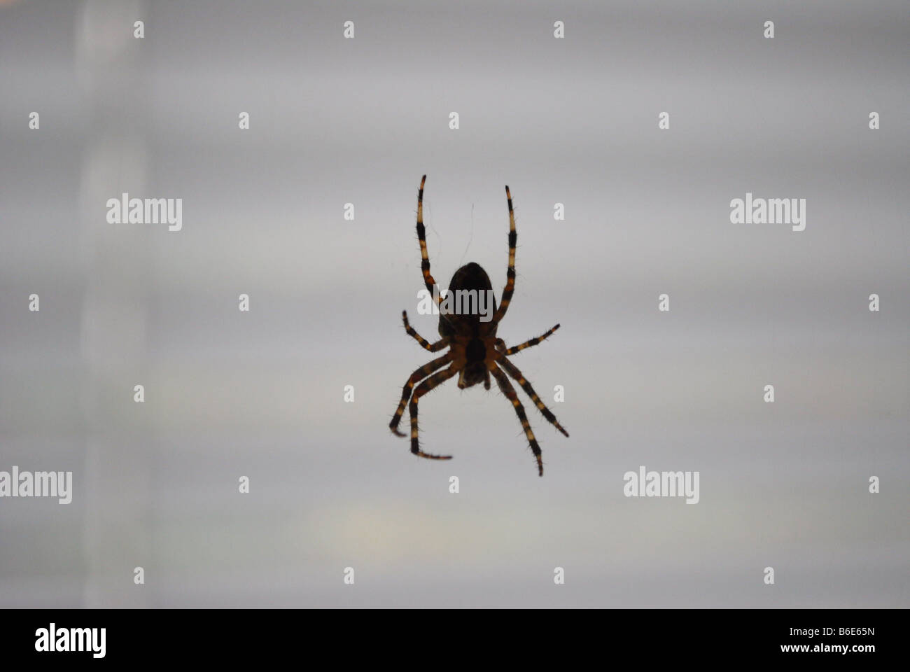 Blind spider hi-res stock photography and images - Alamy