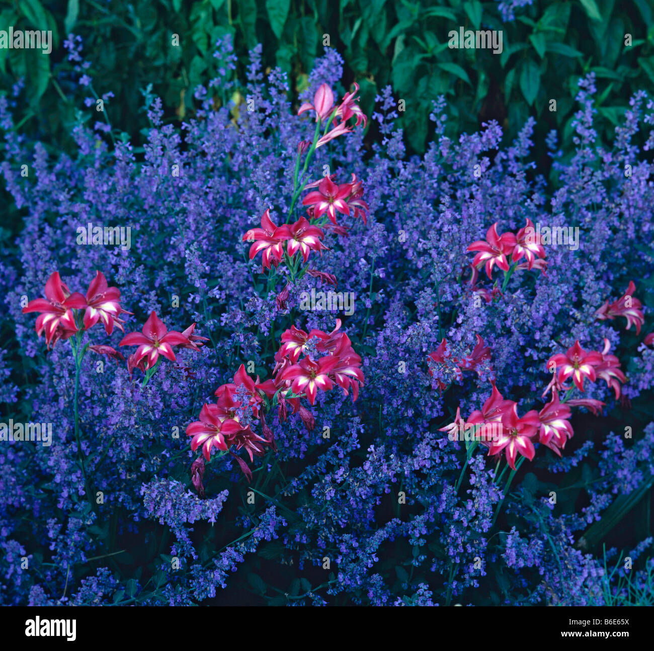 Red purple flower combination hi-res stock photography and images - Alamy