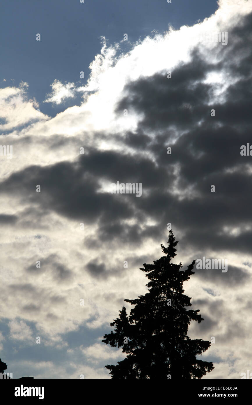 tree top silhouette in countryside at sunset Stock Photo - Alamy