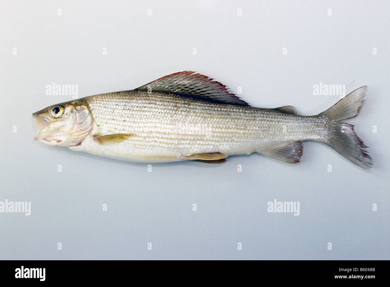Grayling (Thymallus thymallus), studio picture Stock Photo - Alamy