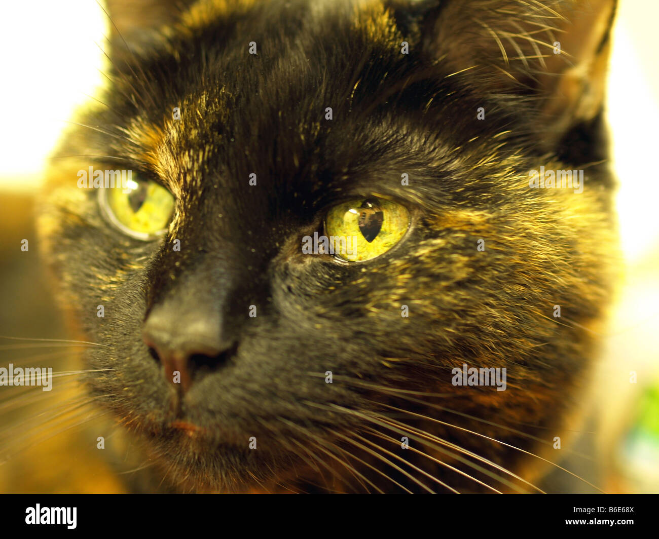 A macro of a tabby cat's head,taken under fluorescent light Stock Photo ...