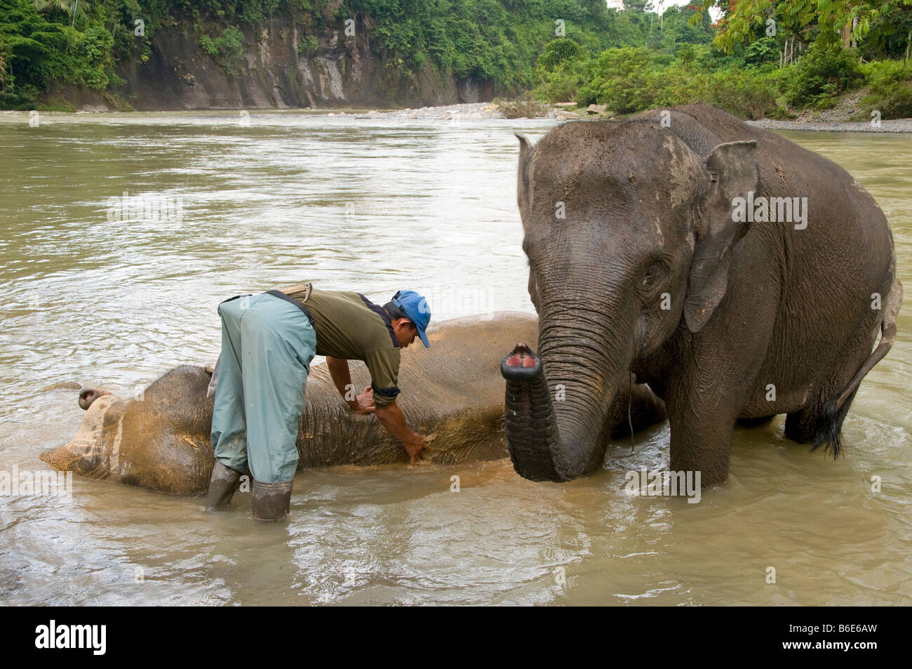 Sumatran elephant bathing hi-res stock photography and images - Alamy
