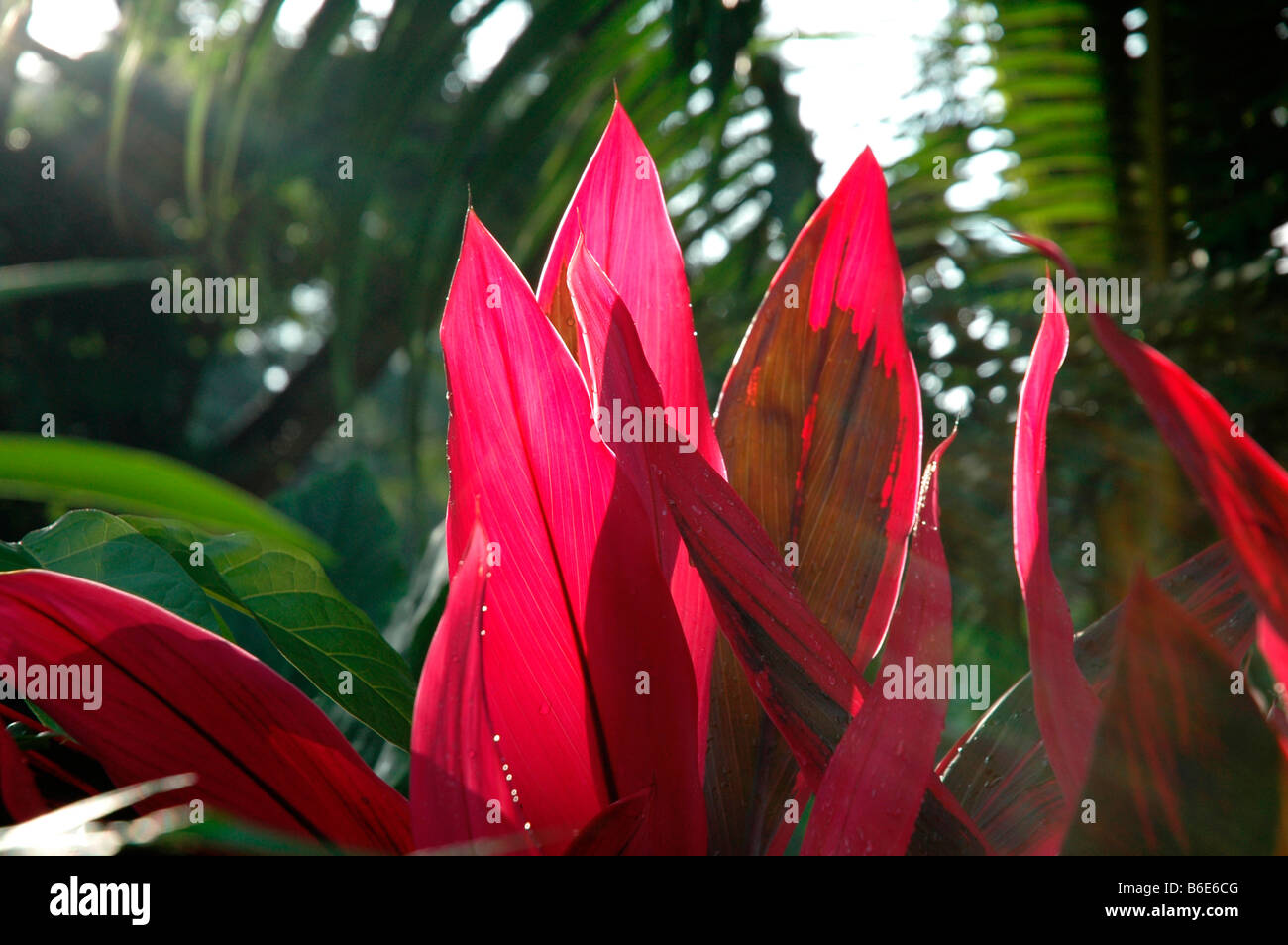 Sun shining through rainforest hi-res stock photography and images - Alamy