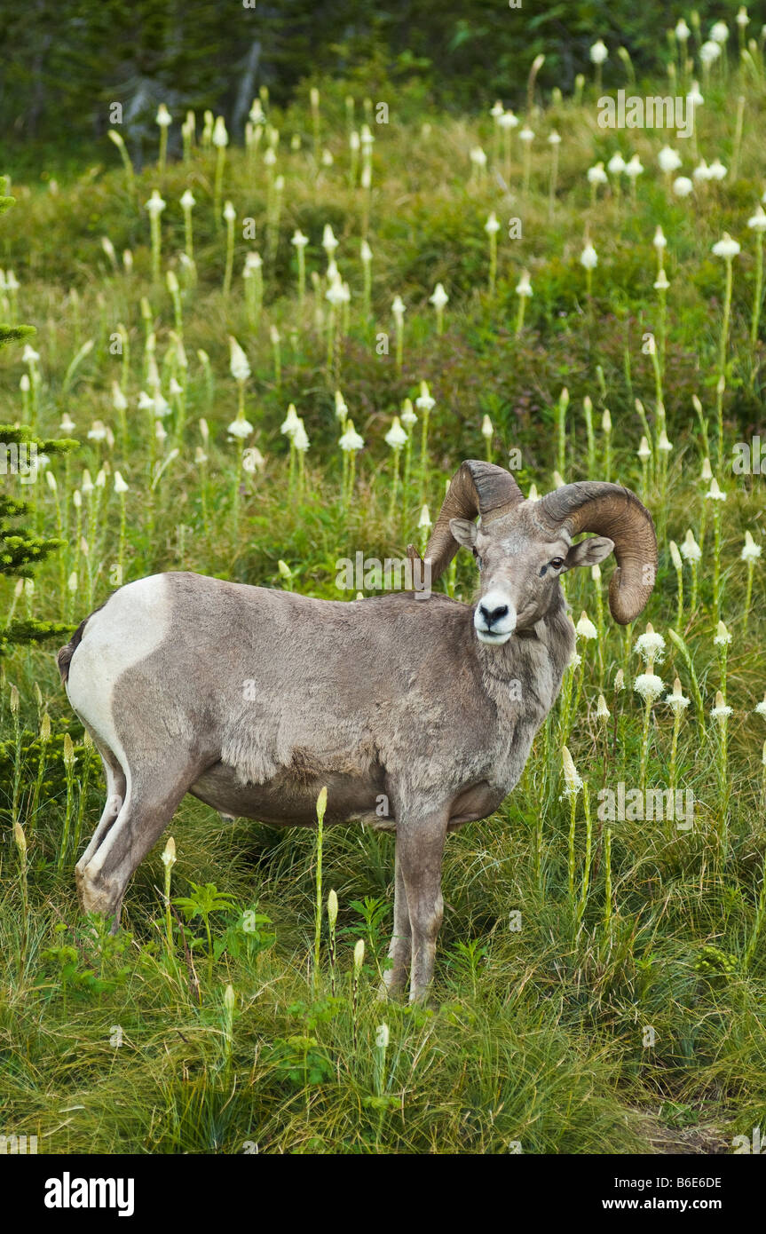 Bear with horns hi-res stock photography and images - Alamy