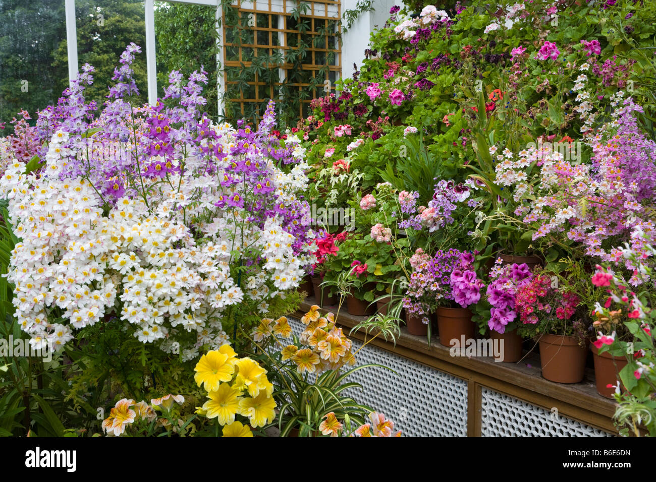 Flowers in a greenhouse at Balmoral Castle, Ballater Aberdeenshire ...