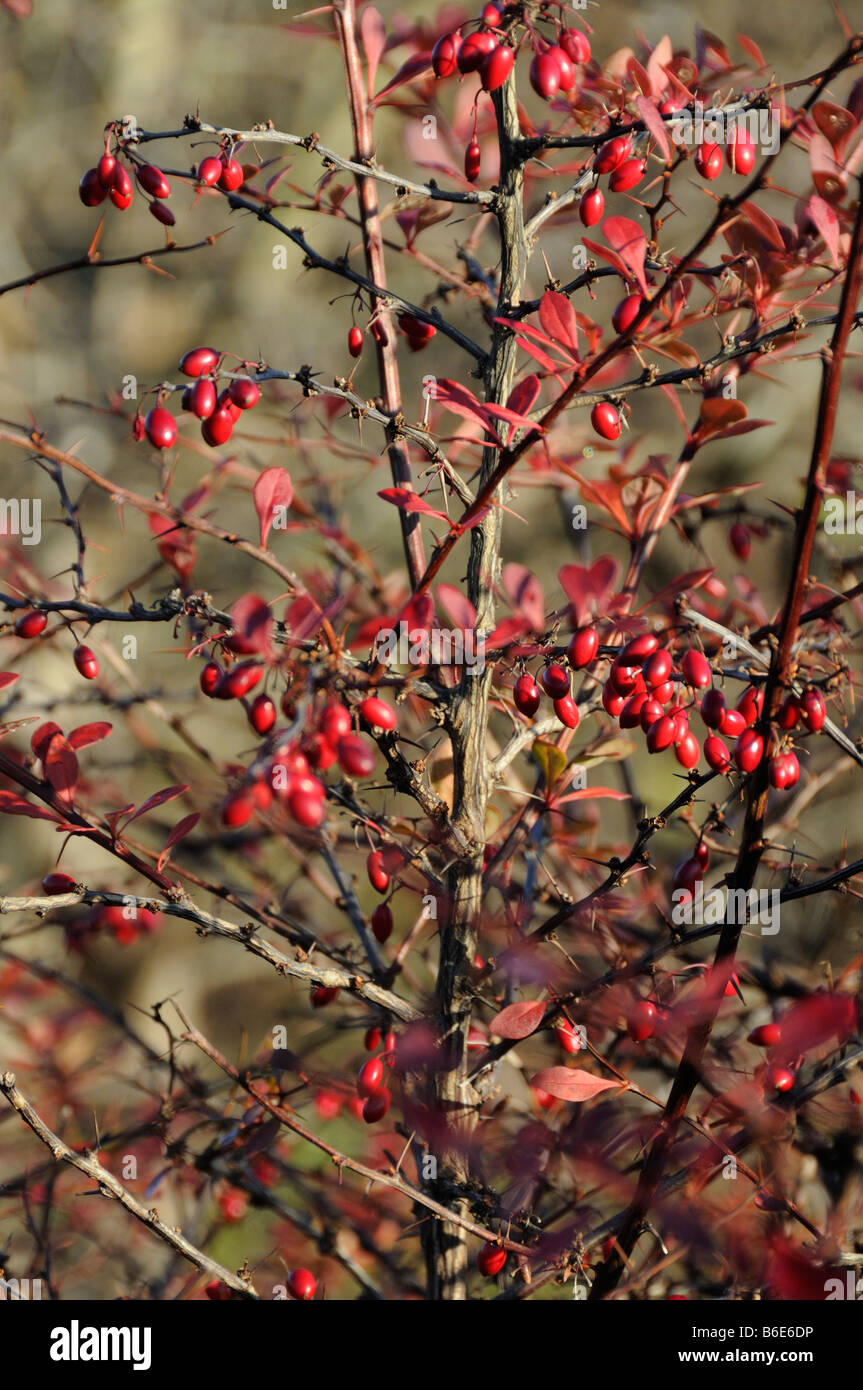 Red Berries on Berberis Thunbergii are branches in winter Stock Photo ...