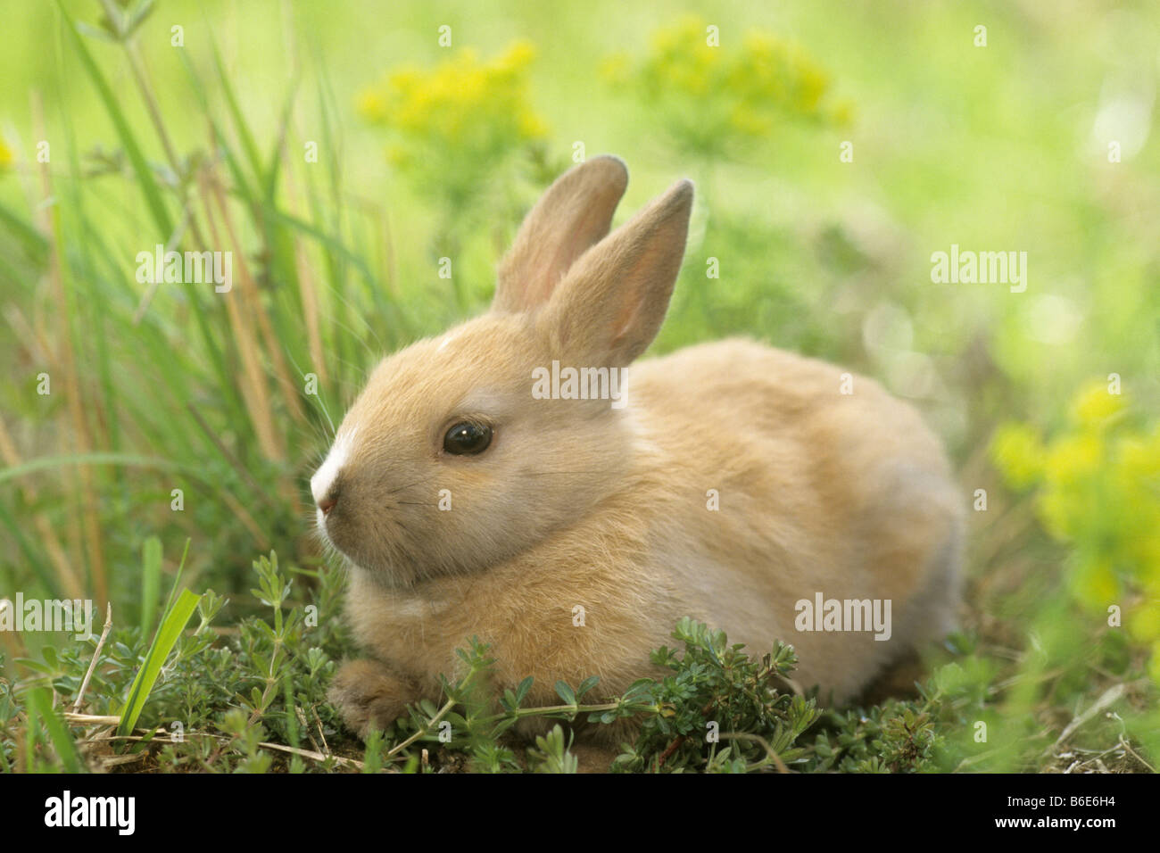 Pygmy Rabbit (Oryctolagus cuniculus) in a meadow Stock Photo - Alamy