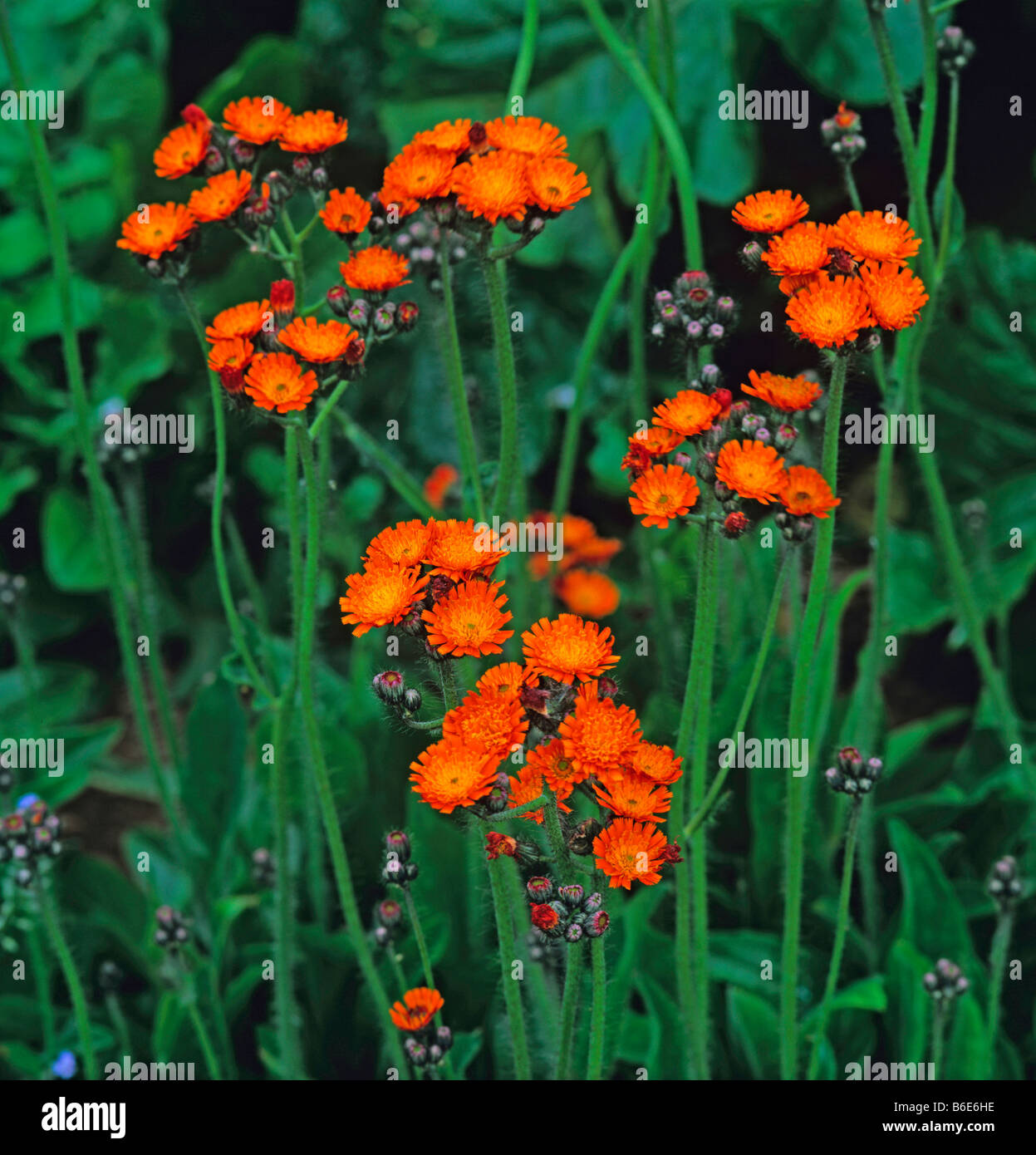 The flowering Pilosella aurantiaca Stock Photo - Alamy