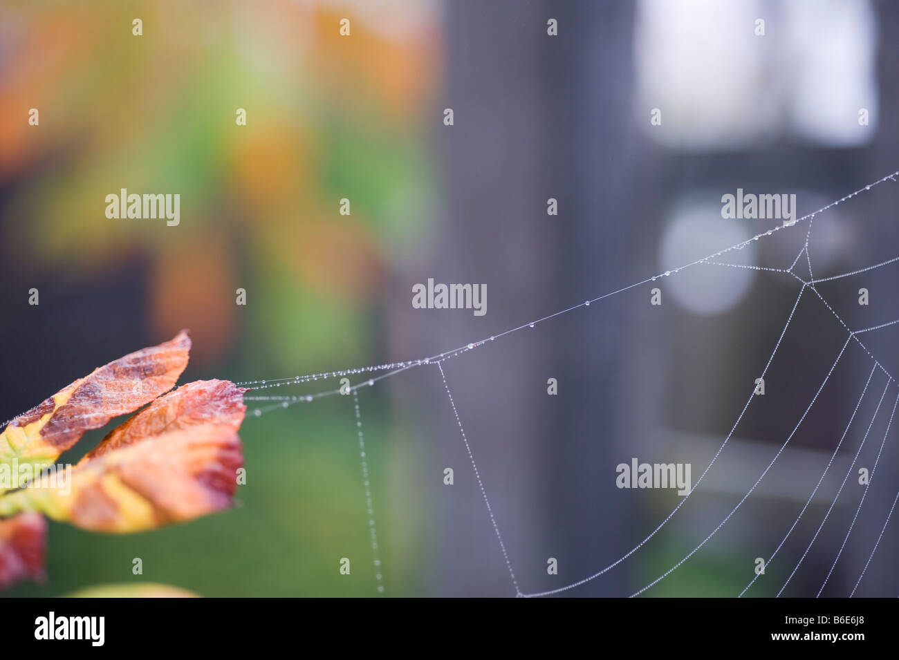 Cobweb covered in water droplets hi-res stock photography and images ...