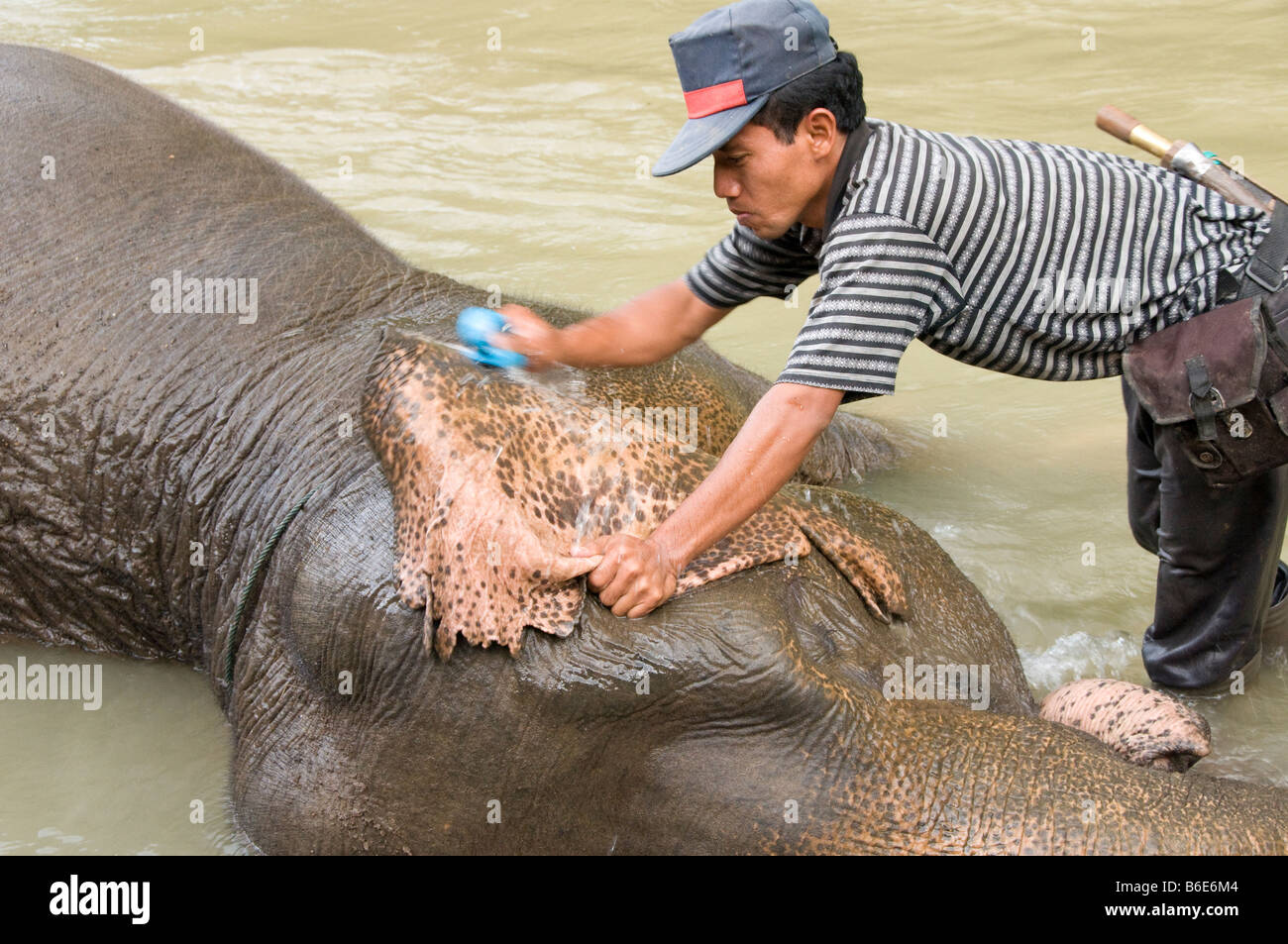 Elephant being washed by a mahout (elephant keeper) in a river in ...