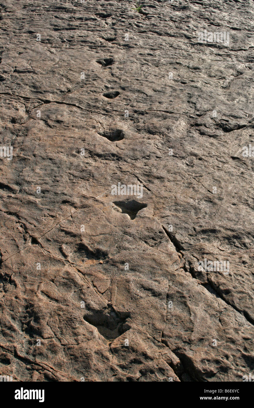 Ceratosauria dinosaur hi-res stock photography and images - Alamy