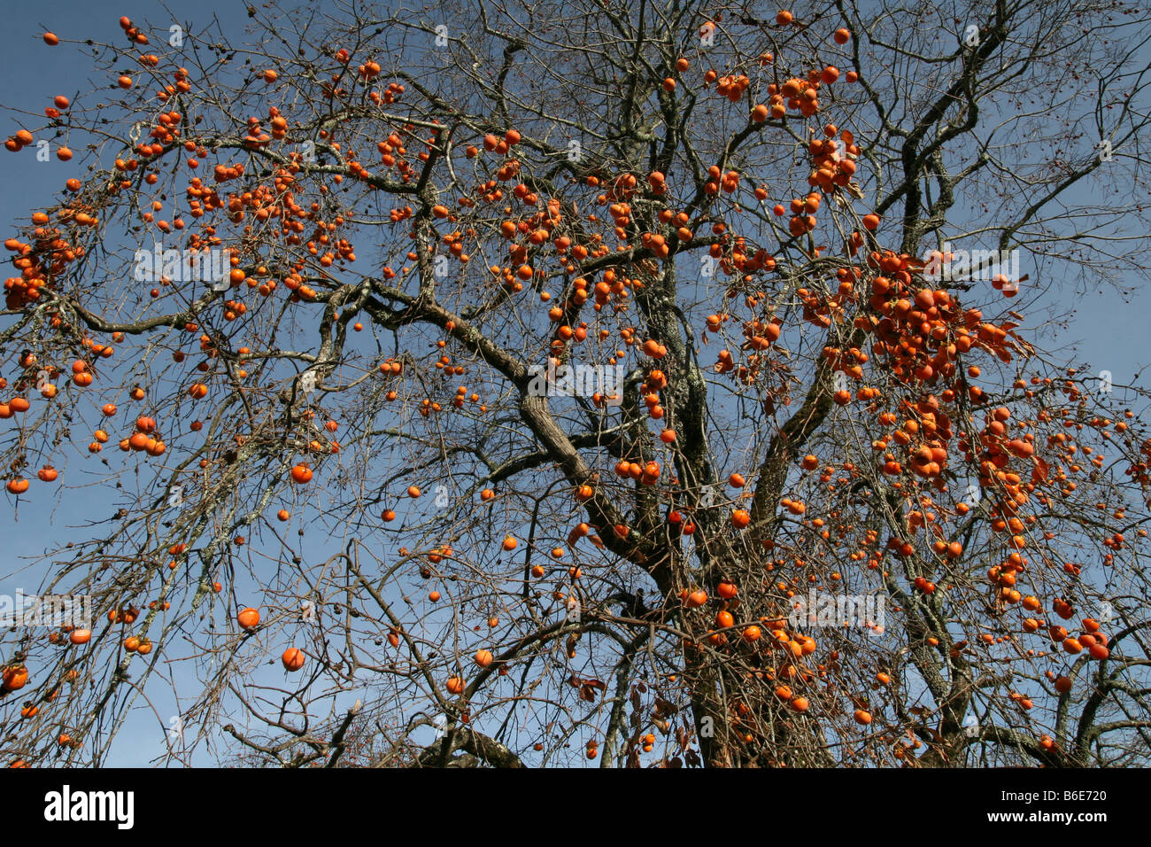 The upper branches of a persimmon tree Stock Photo - Alamy