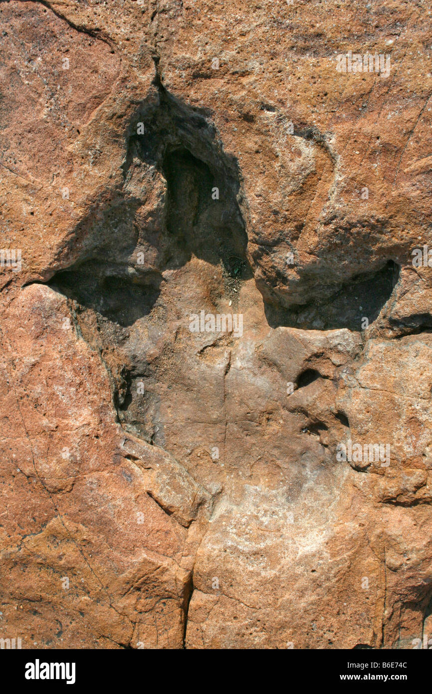 Ceratosauria dinosaur hi-res stock photography and images - Alamy