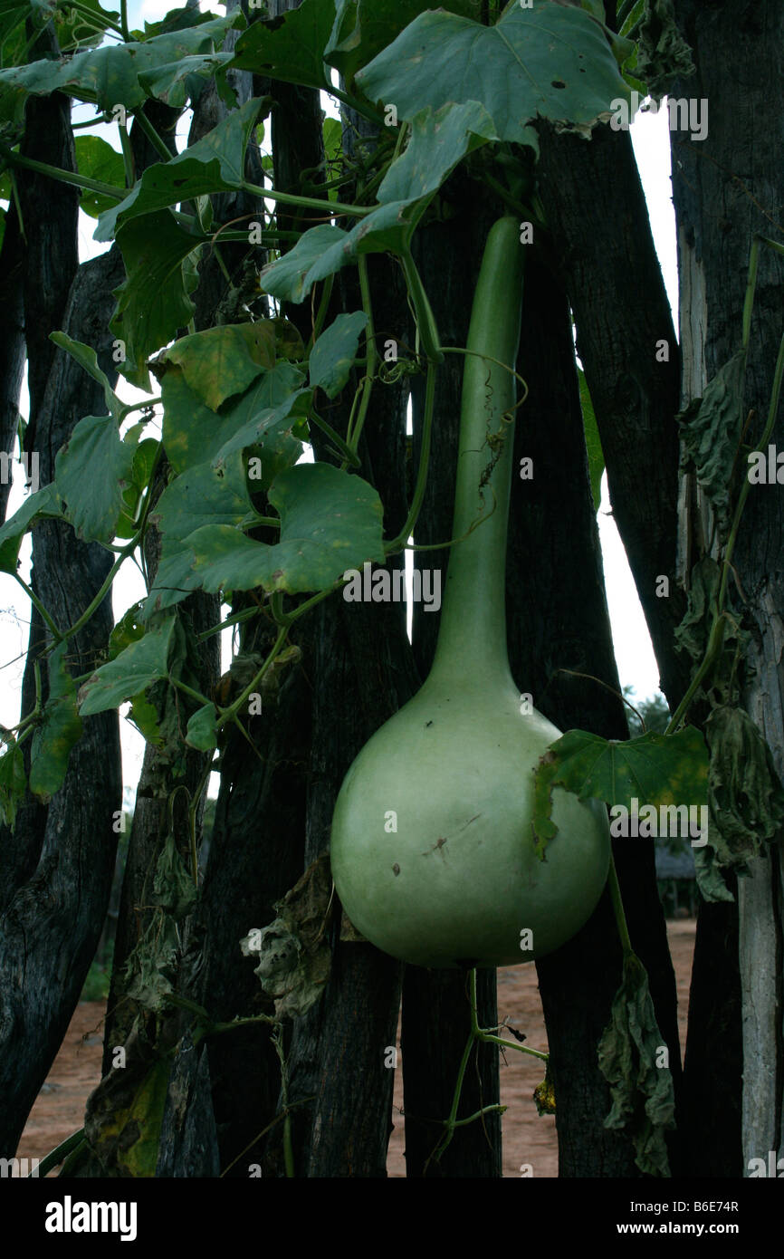 Calabash hi-res stock photography and images - Alamy