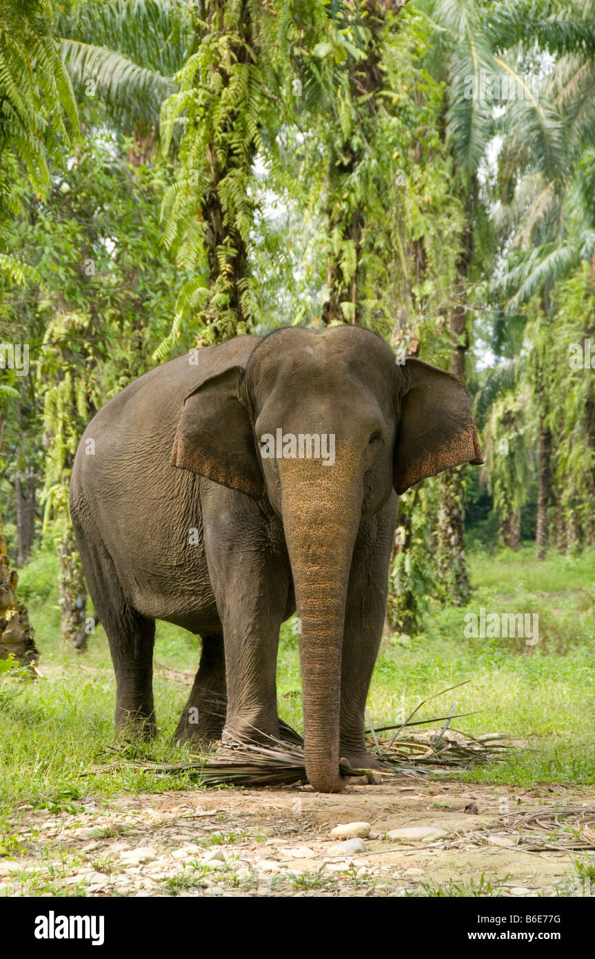 Sumatran Elephant With People