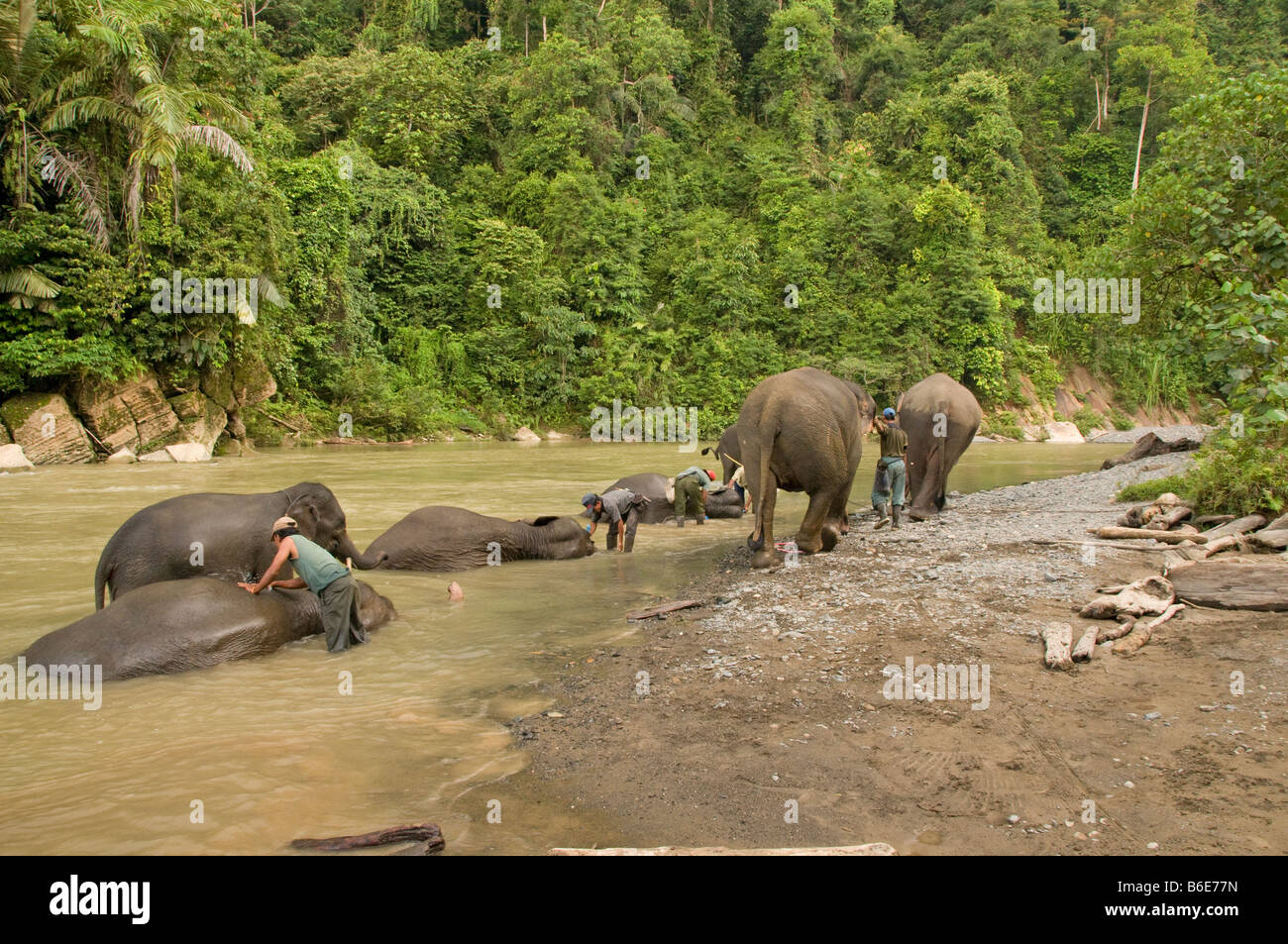 Elephants being washed in a river in Tangkahan, Sumatra, Indonesia ...