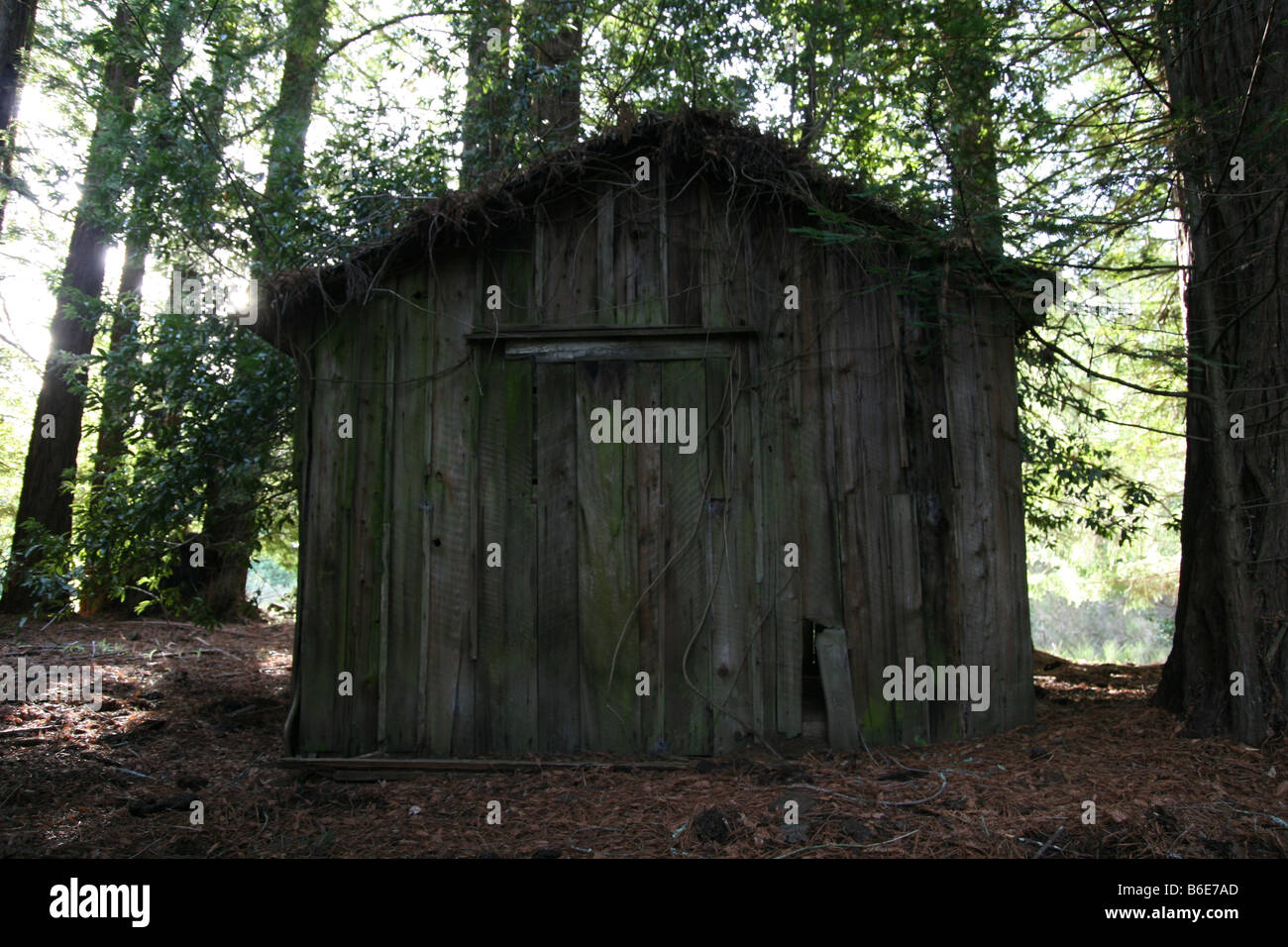 An old run down shack in a forest Stock Photo - Alamy