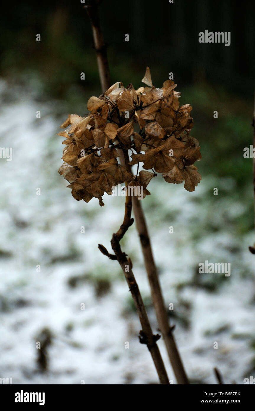 Hydrangea winter hi-res stock photography and images - Alamy