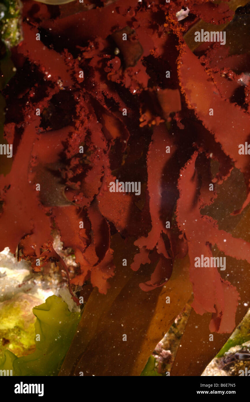 Red seaweed Callophyllis laciniata in a rockpool UK Stock Photo - Alamy