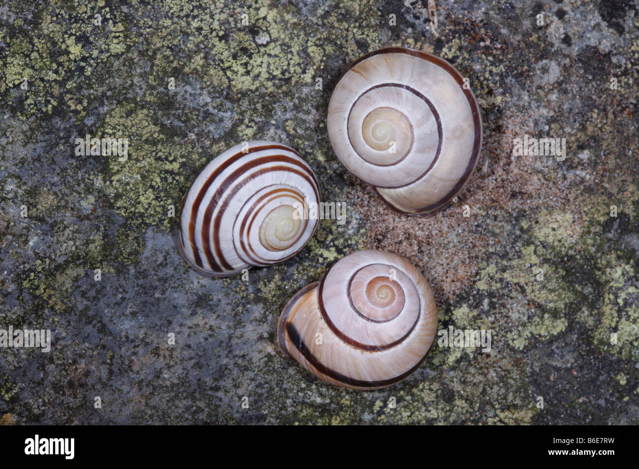 Cepaea nemoralis hi-res stock photography and images - Alamy