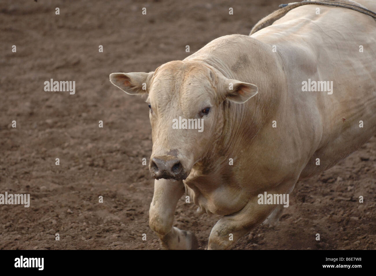 Bull ride hi-res stock photography and images - Alamy