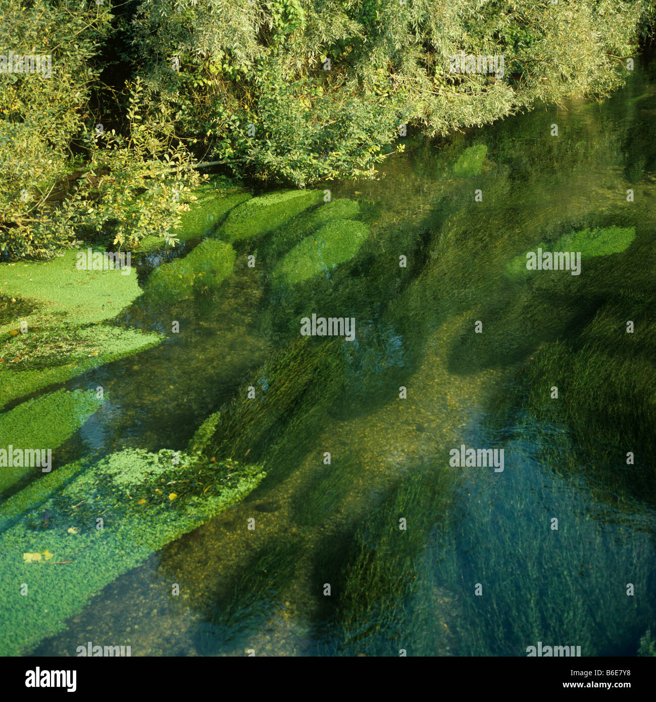 Aquatic vegetation in fast flowing clear chalk stream Berkshire Stock ...