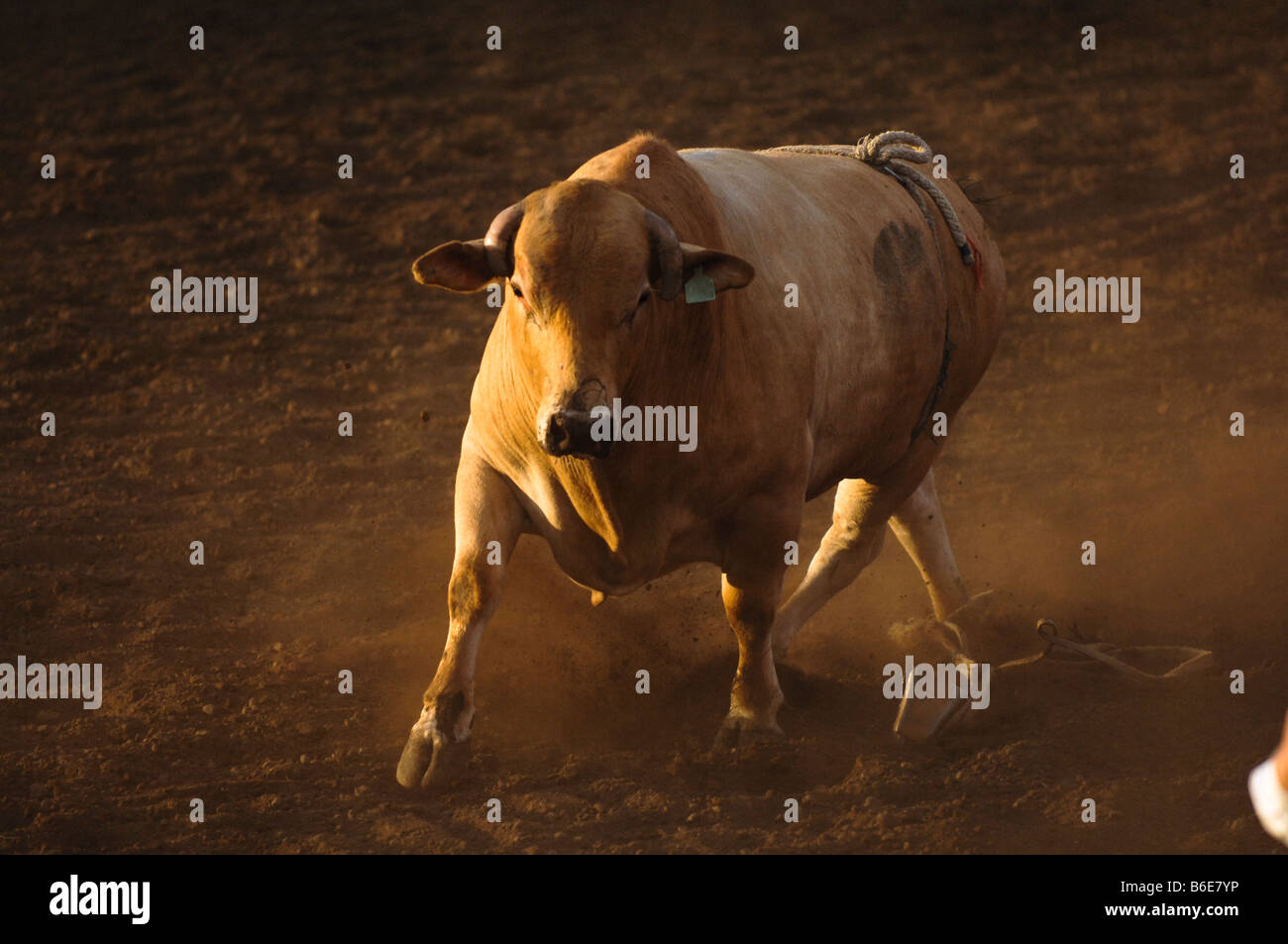 Bull ride hi-res stock photography and images - Alamy