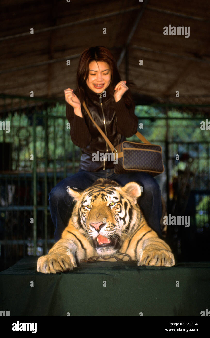 Chained Tiger (Panthera tigris) used to pose for tourist photos Stock ...