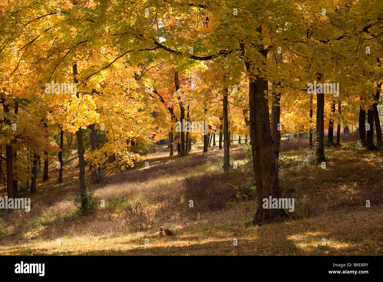 Another Golden Forest Stock Photo - Alamy