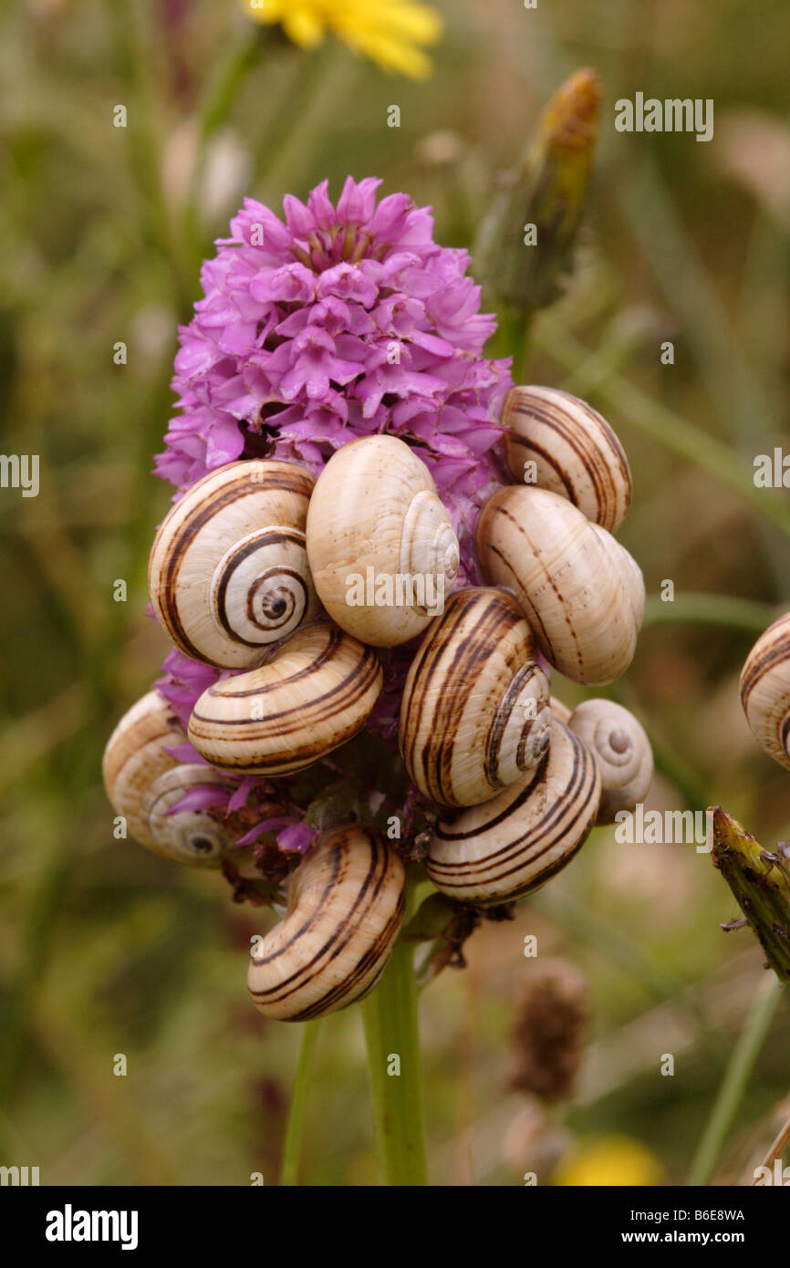 Sandhill snails Theba pisana Helicidae attached to a pyramidal orchid ...