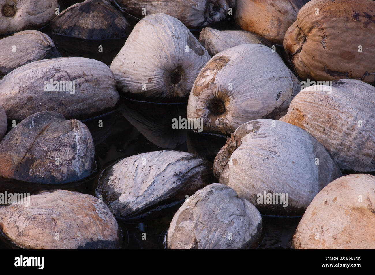 Kapuaiwa royal coconut grove hi-res stock photography and images - Alamy