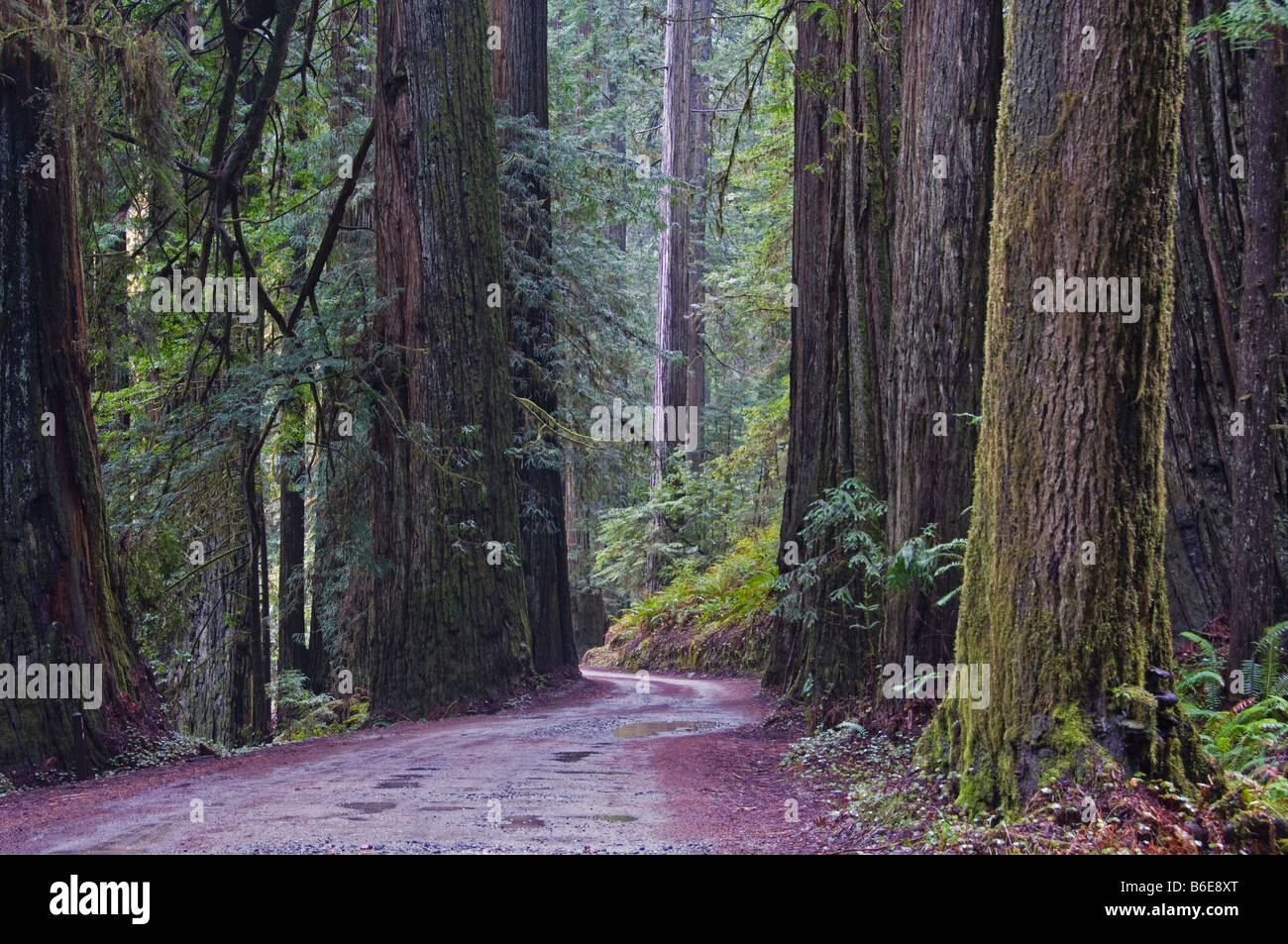 Giant redwood tree, road hi-res stock photography and images - Alamy