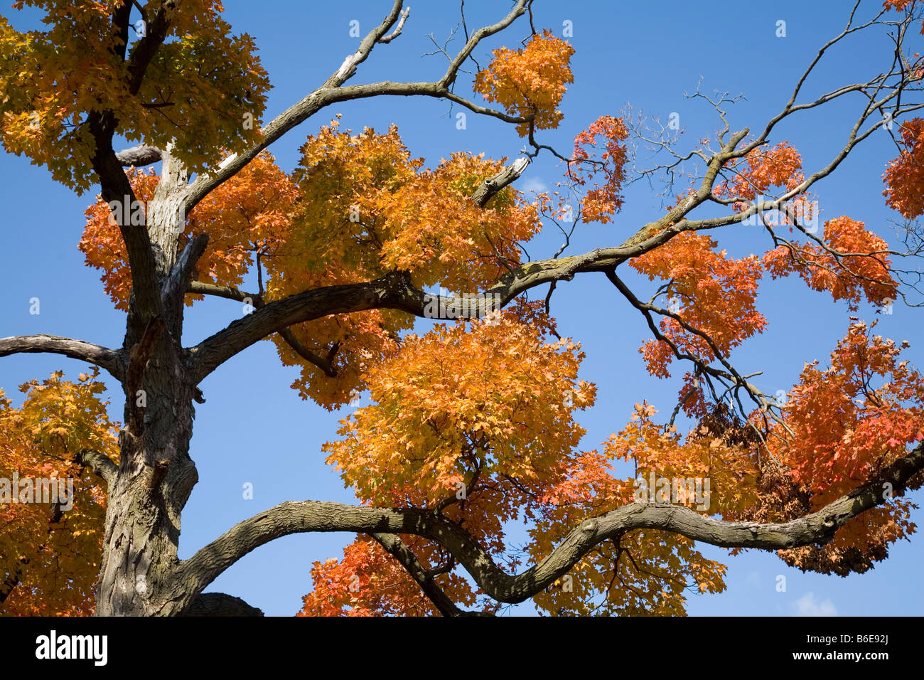Tree against the sky Stock Photo - Alamy