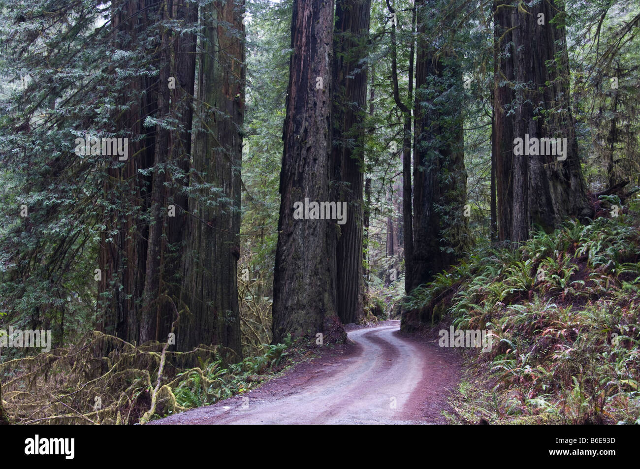 Giant redwood tree, road hi-res stock photography and images - Alamy