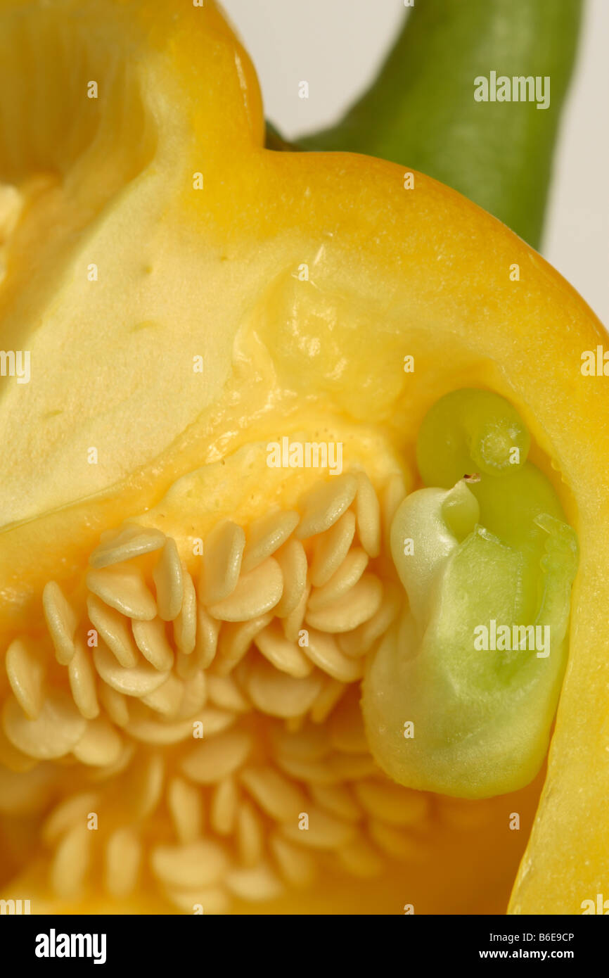 The inside of a sliced yellow sweet capsicum pepper vegetable showing ...