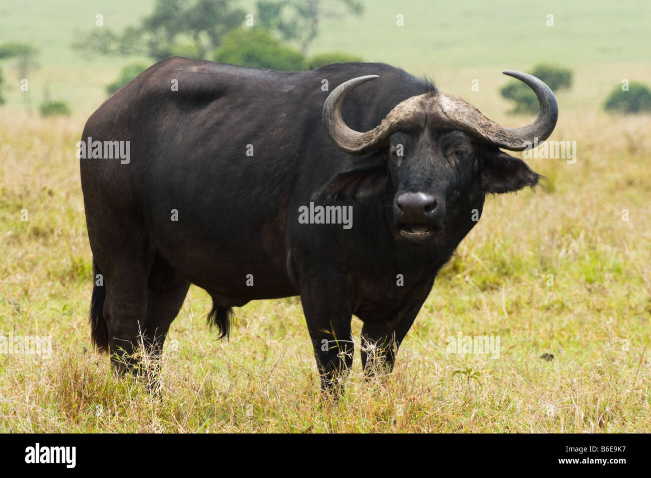 African buffalo hi-res stock photography and images - Alamy