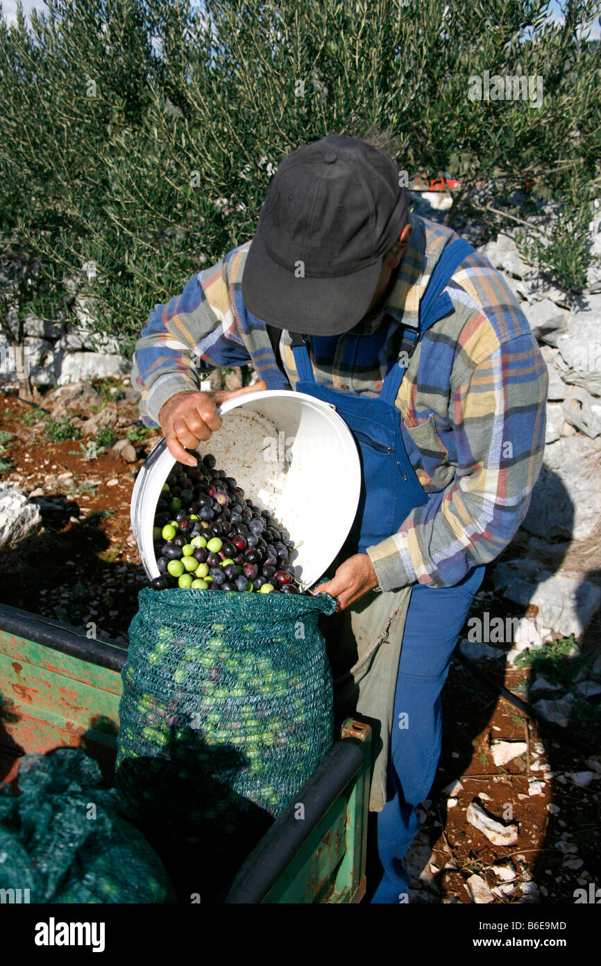 Olive picker filling large sack ready for olive oil Stock Photo - Alamy