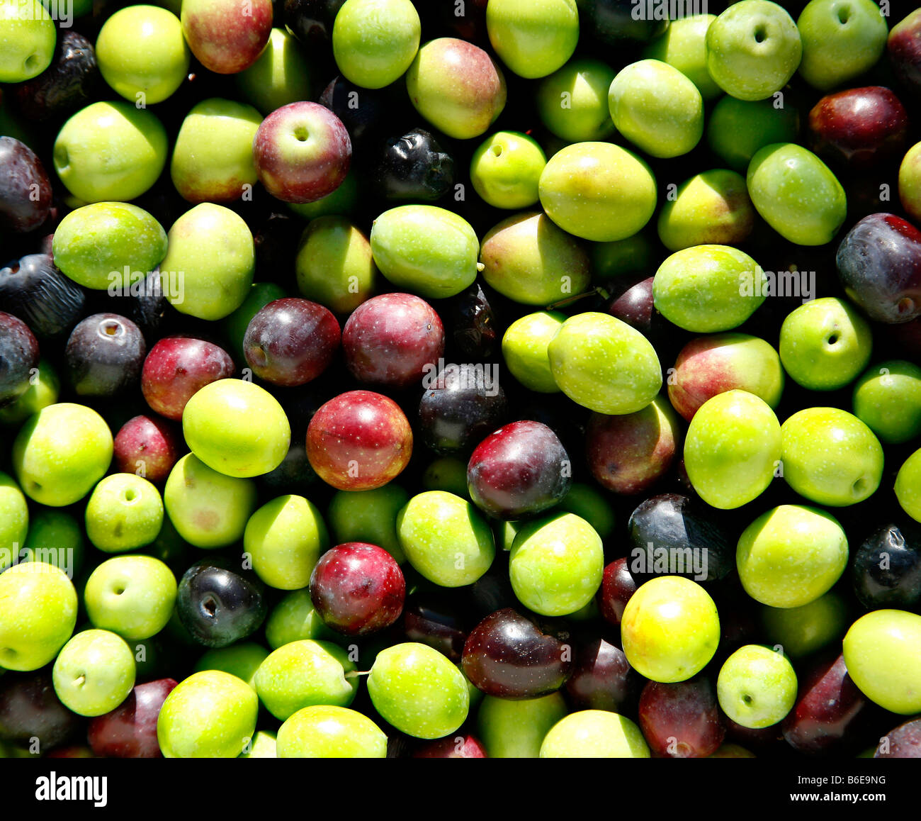 Green and black olive background ready for press to oil Stock Photo - Alamy