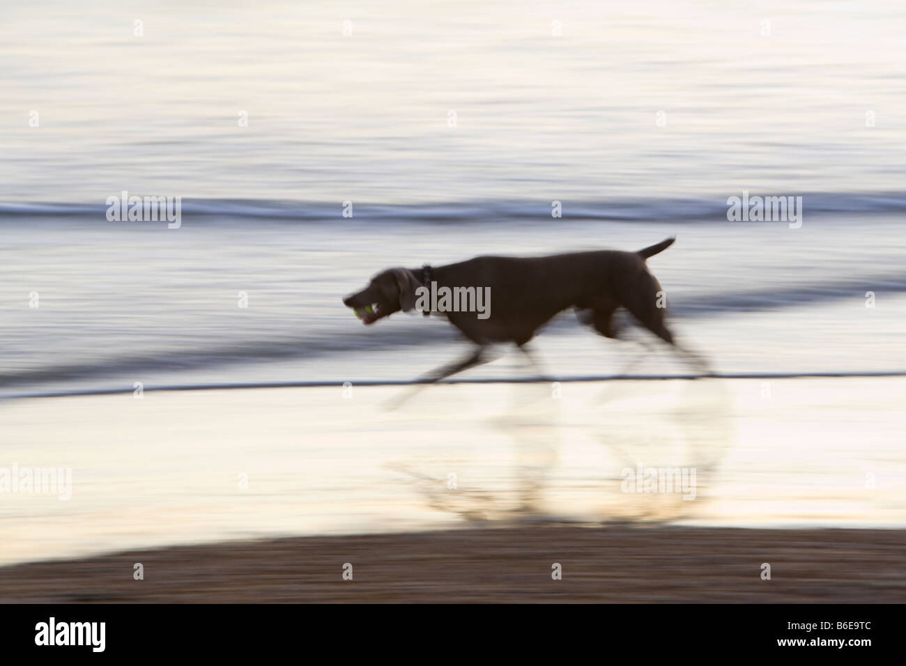 Dog running along beach tide line with ball in mouth and motion blur UK ...