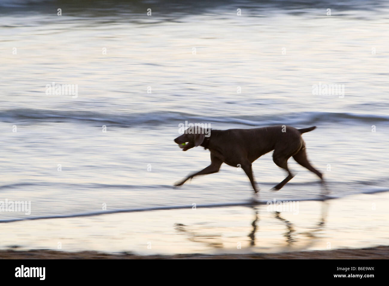 Running dog motion blur hi-res stock photography and images - Alamy