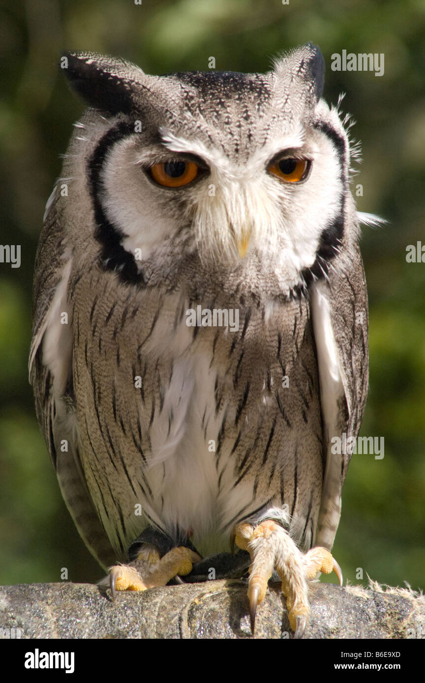 Dwarf owl against green foliage Stock Photo - Alamy