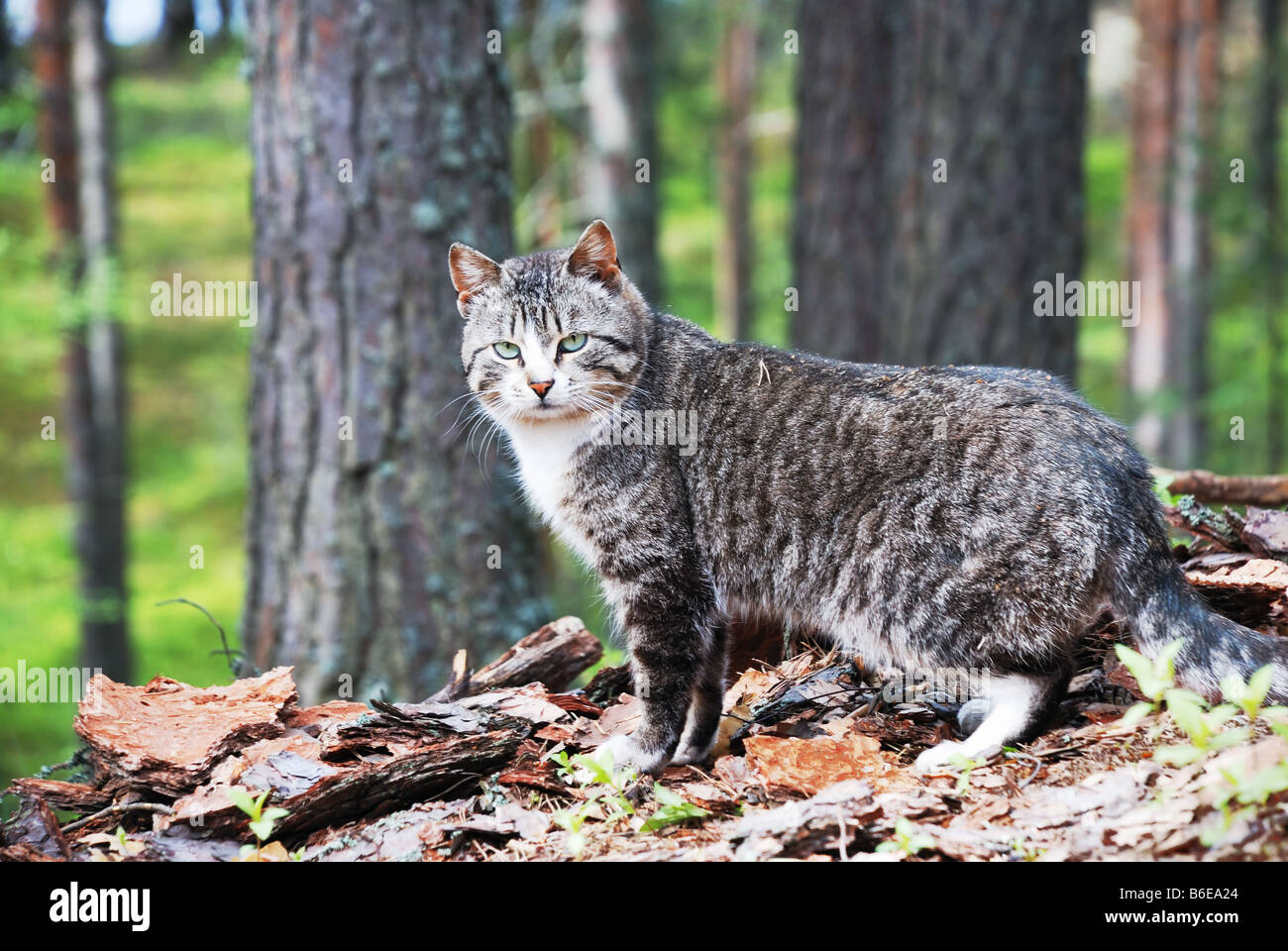 wild gray cat in the forest look at camera Stock Photo - Alamy