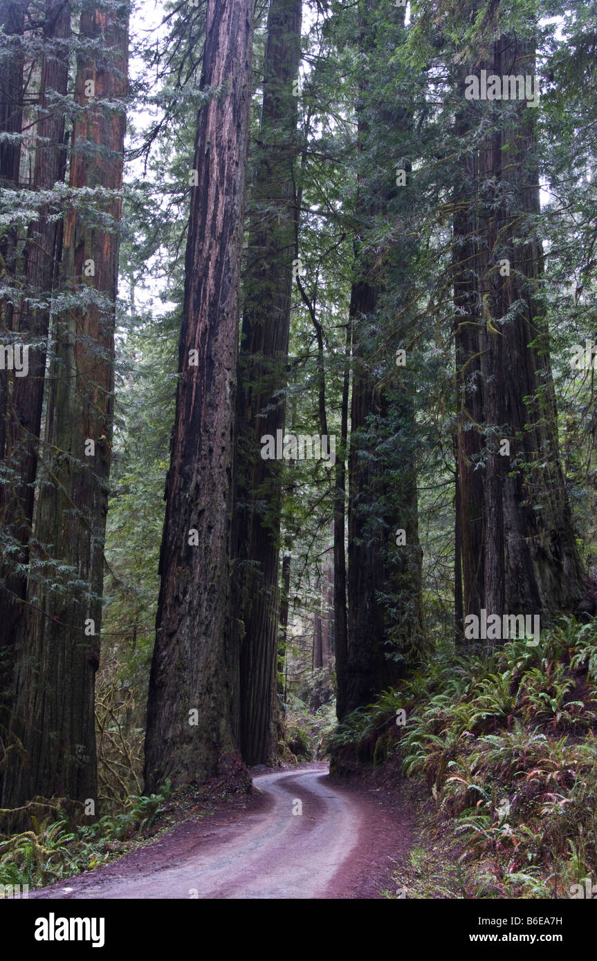 Road through Redwood National Forest California Stock Photo - Alamy