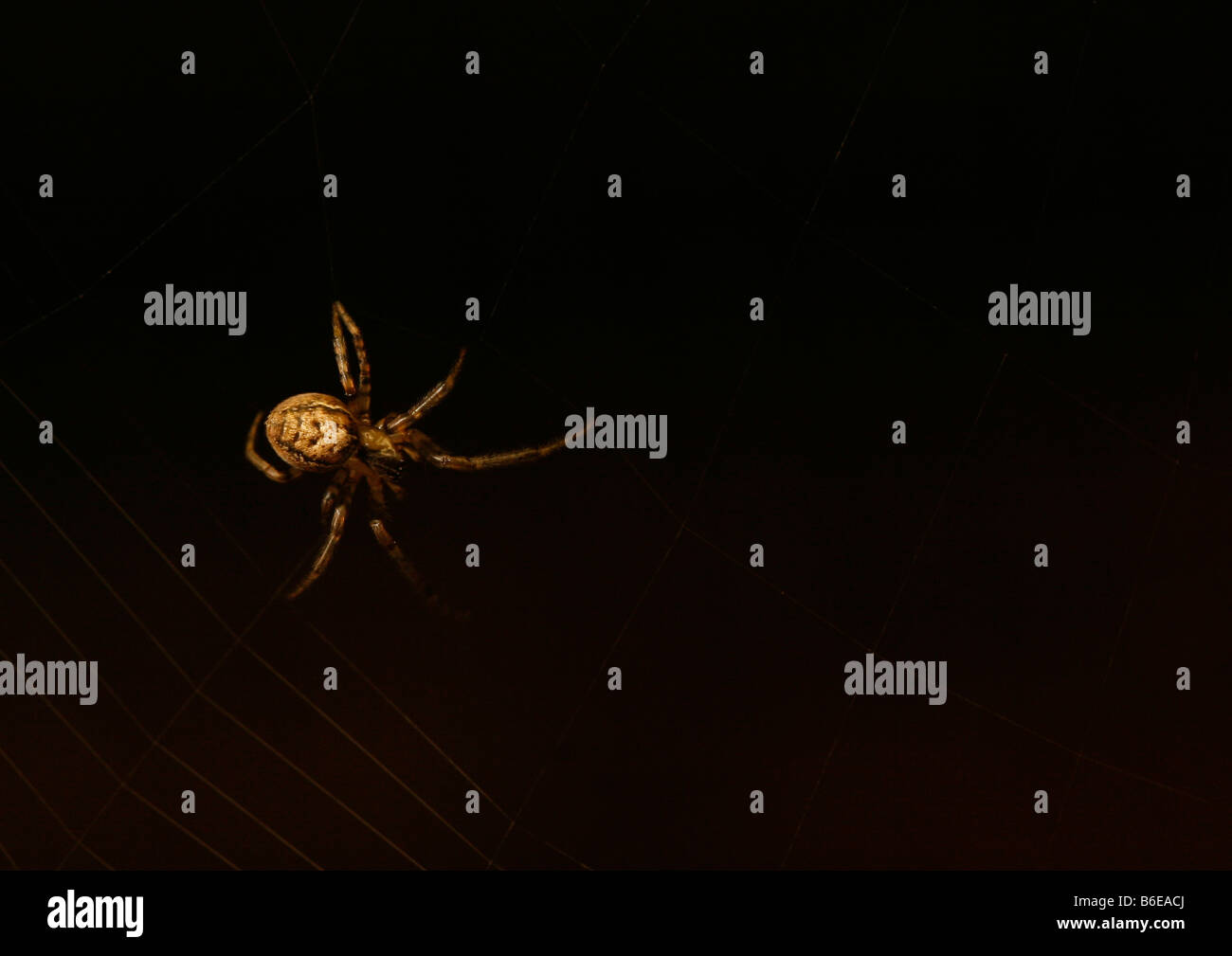 Common house spider hi-res stock photography and images - Alamy