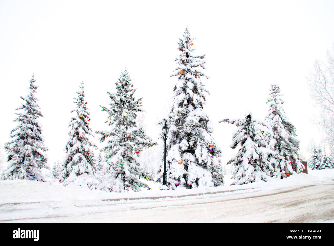 Decorated Christmas trees in Snow Stock Photo - Alamy